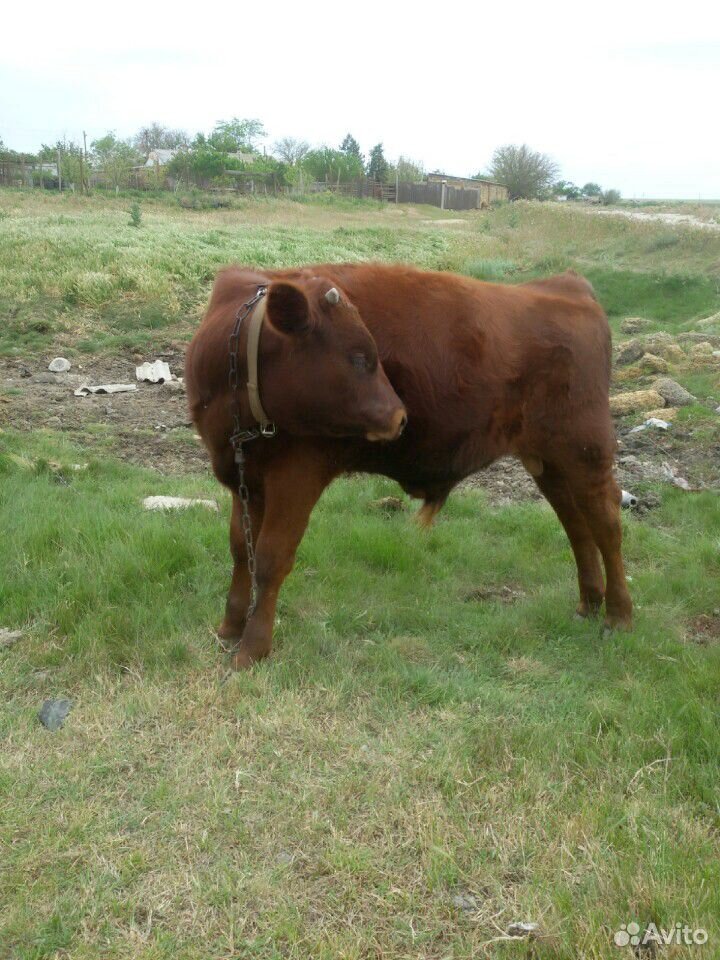 Продажа бычка