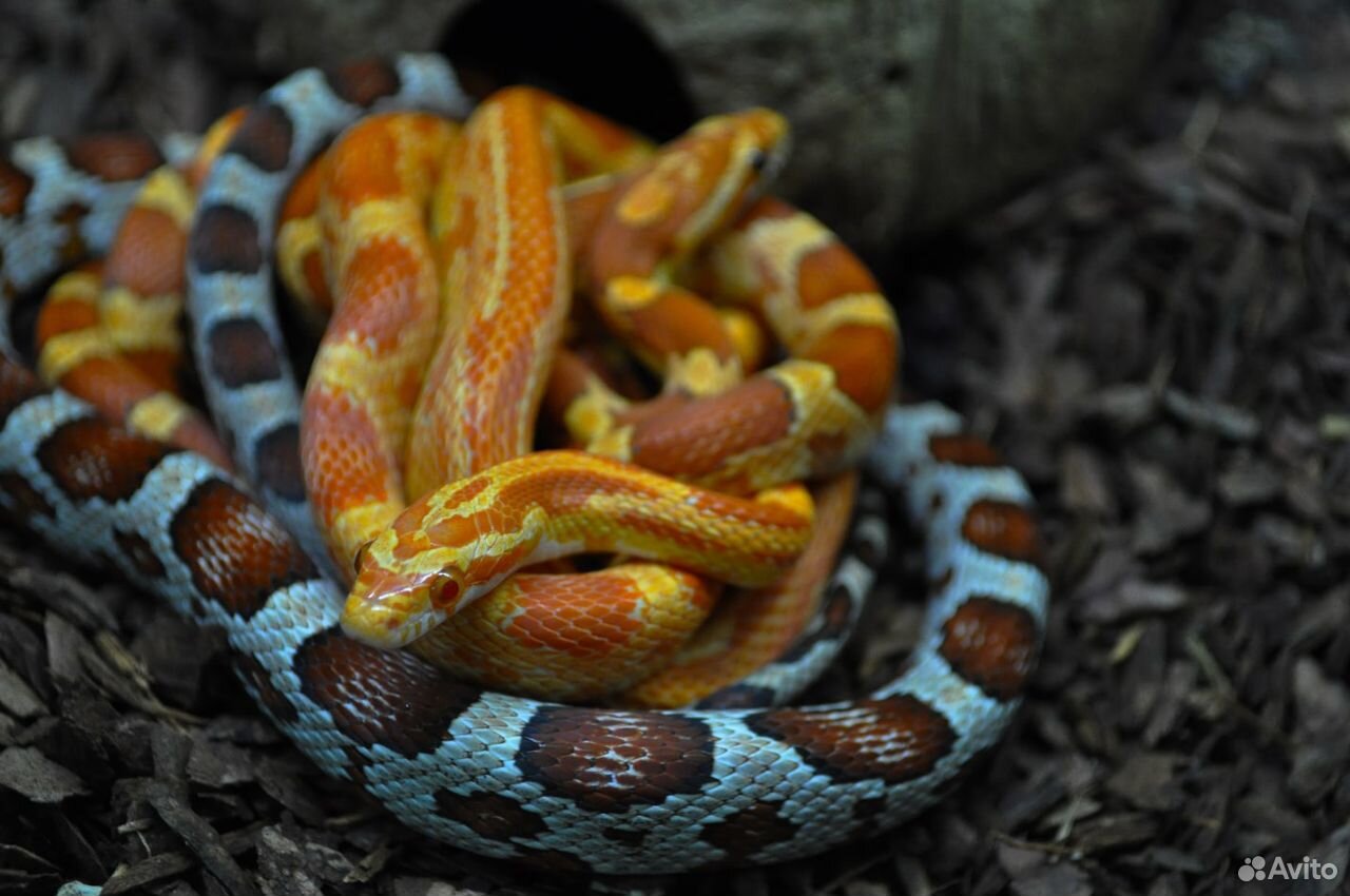 Маисовый полоз