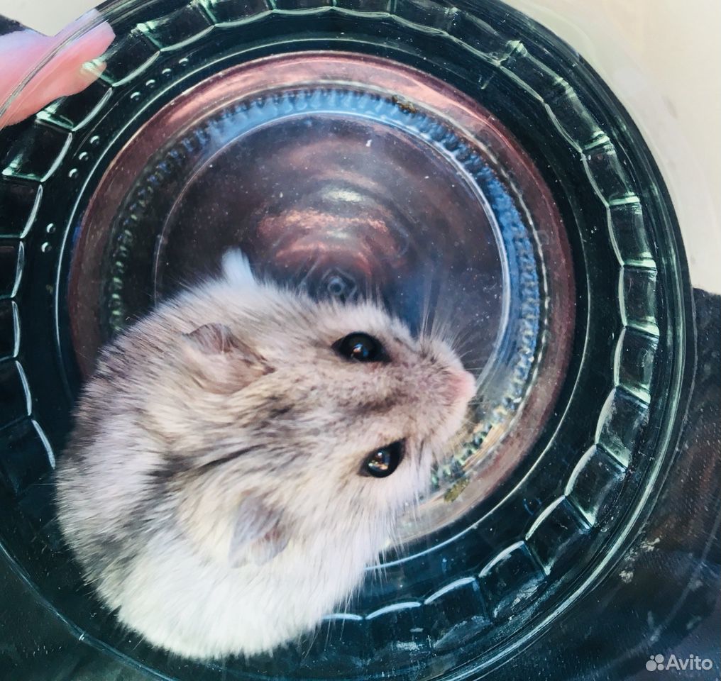 Хомяк Джунгарик