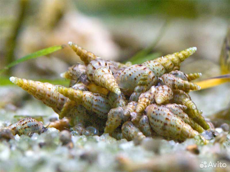 Улитки мелании