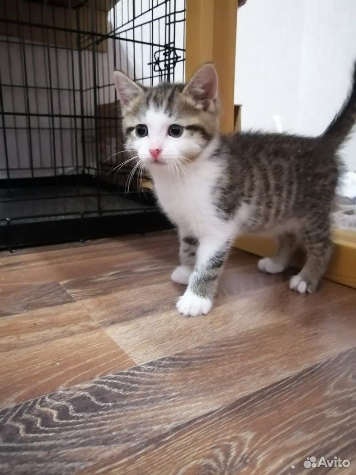 Котенок Сеня 1.5 мес полосатый шпрот