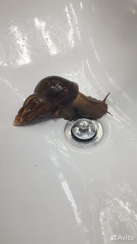 Улитка Ахитина