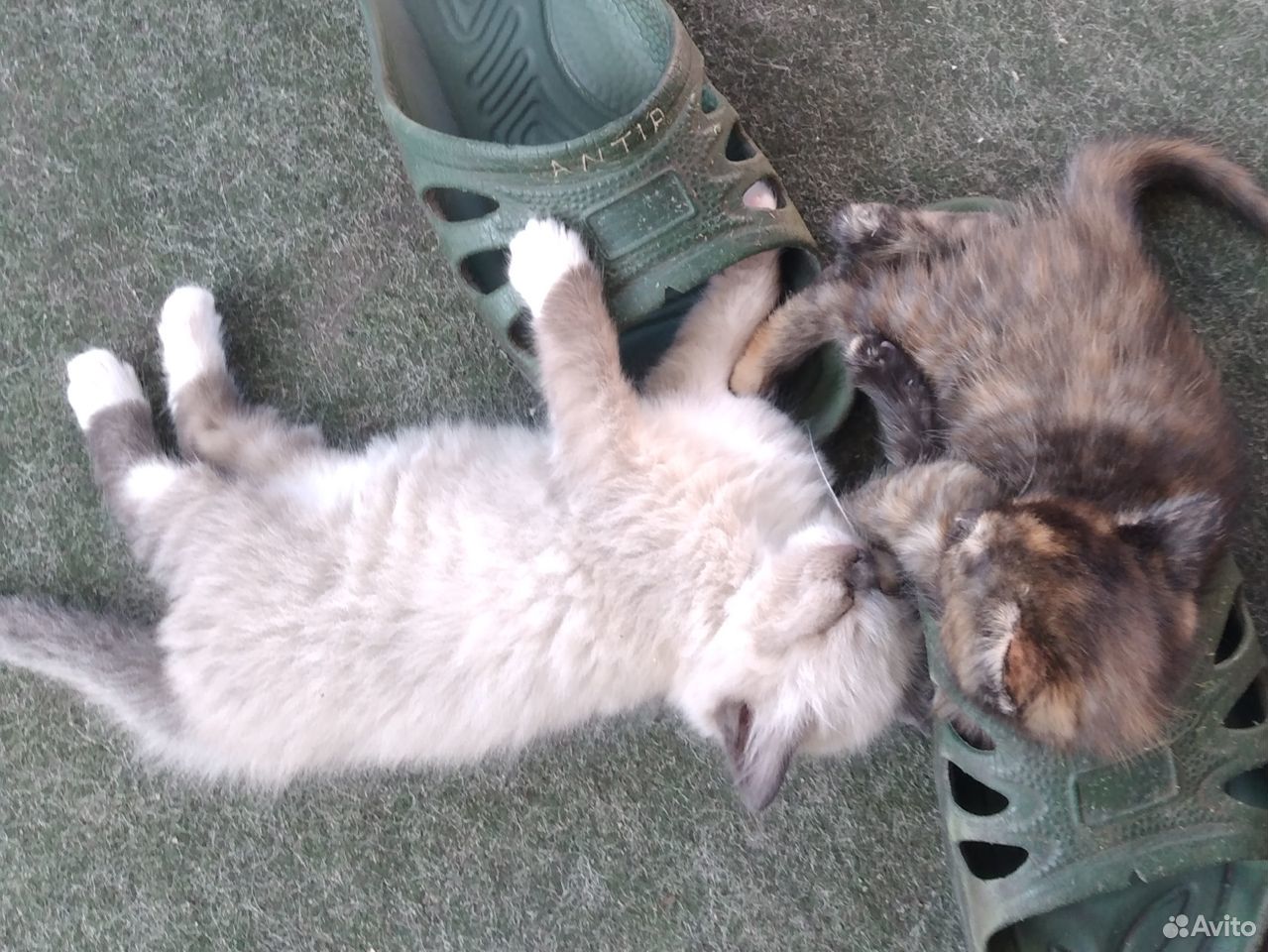 Продам кота рэгдолл