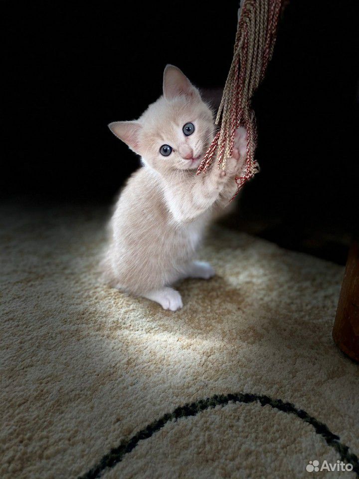 Кошечки в добрые руки