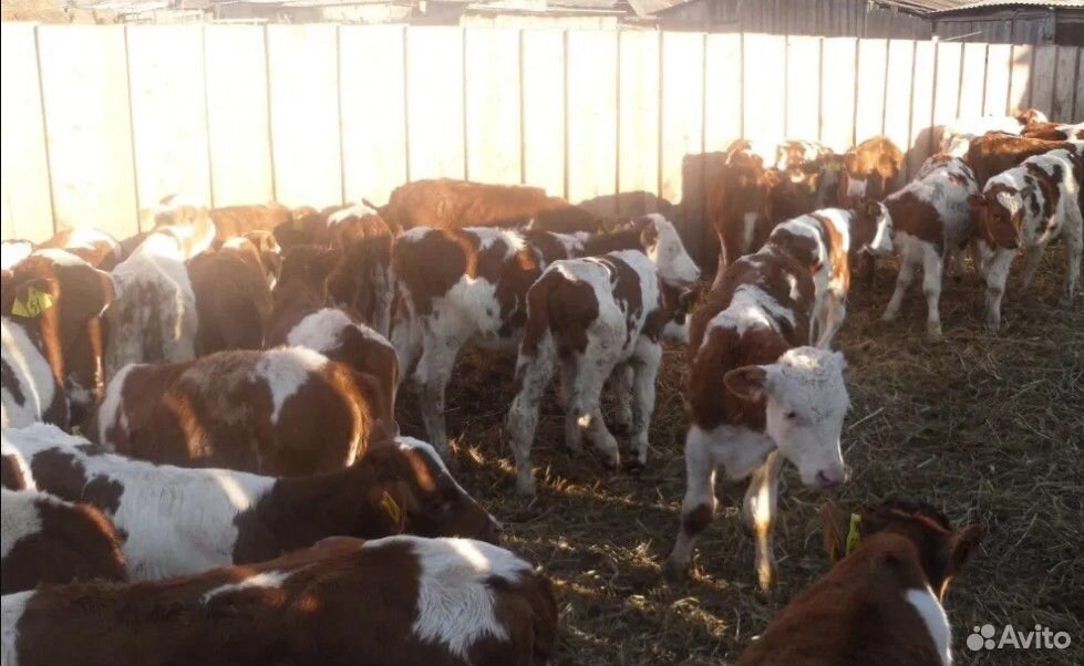 Бычки и телята