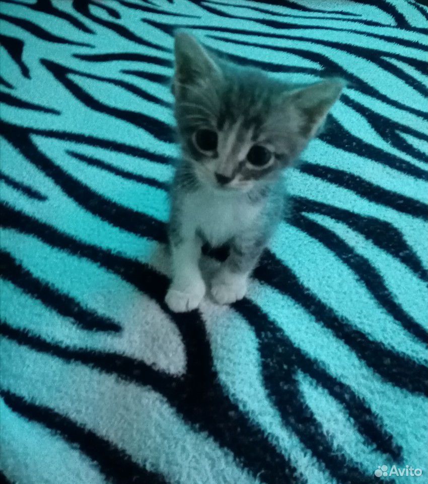 Банда котят в добрые руки