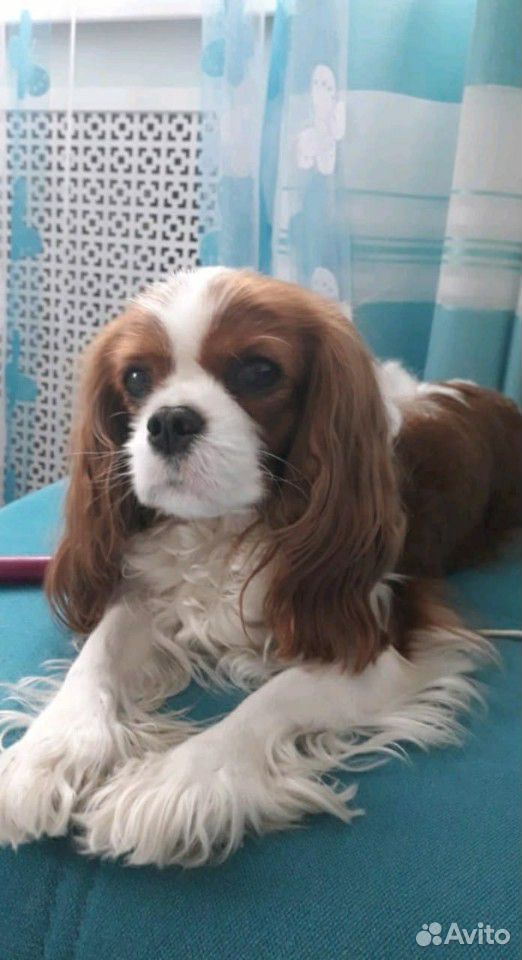Кавалер Кинг Чарльз Спаниель ищем жениха