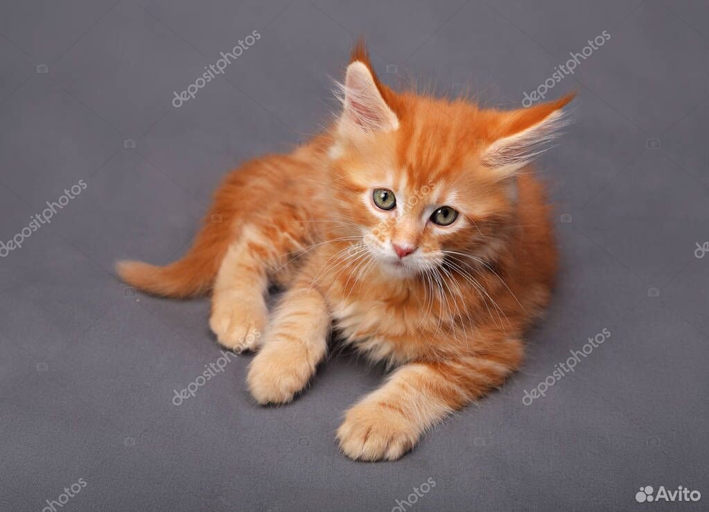 Котенка в добрые руки