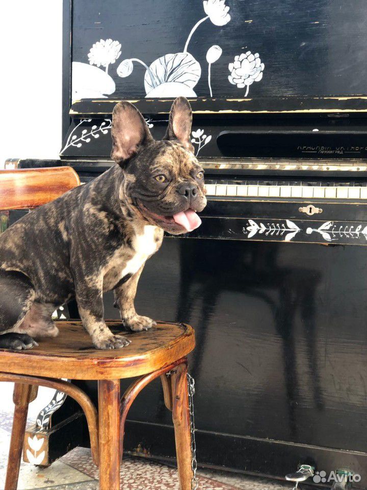 Вязка французского бульдога