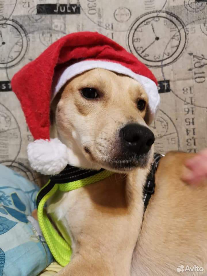 Молодая собачка Зайка в добрые руки