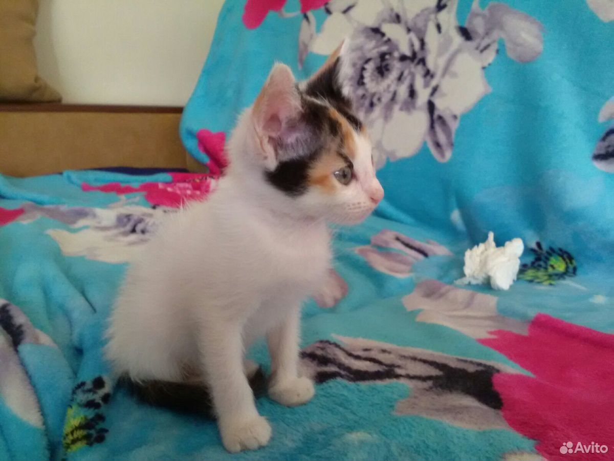 Котенок в добрые руки