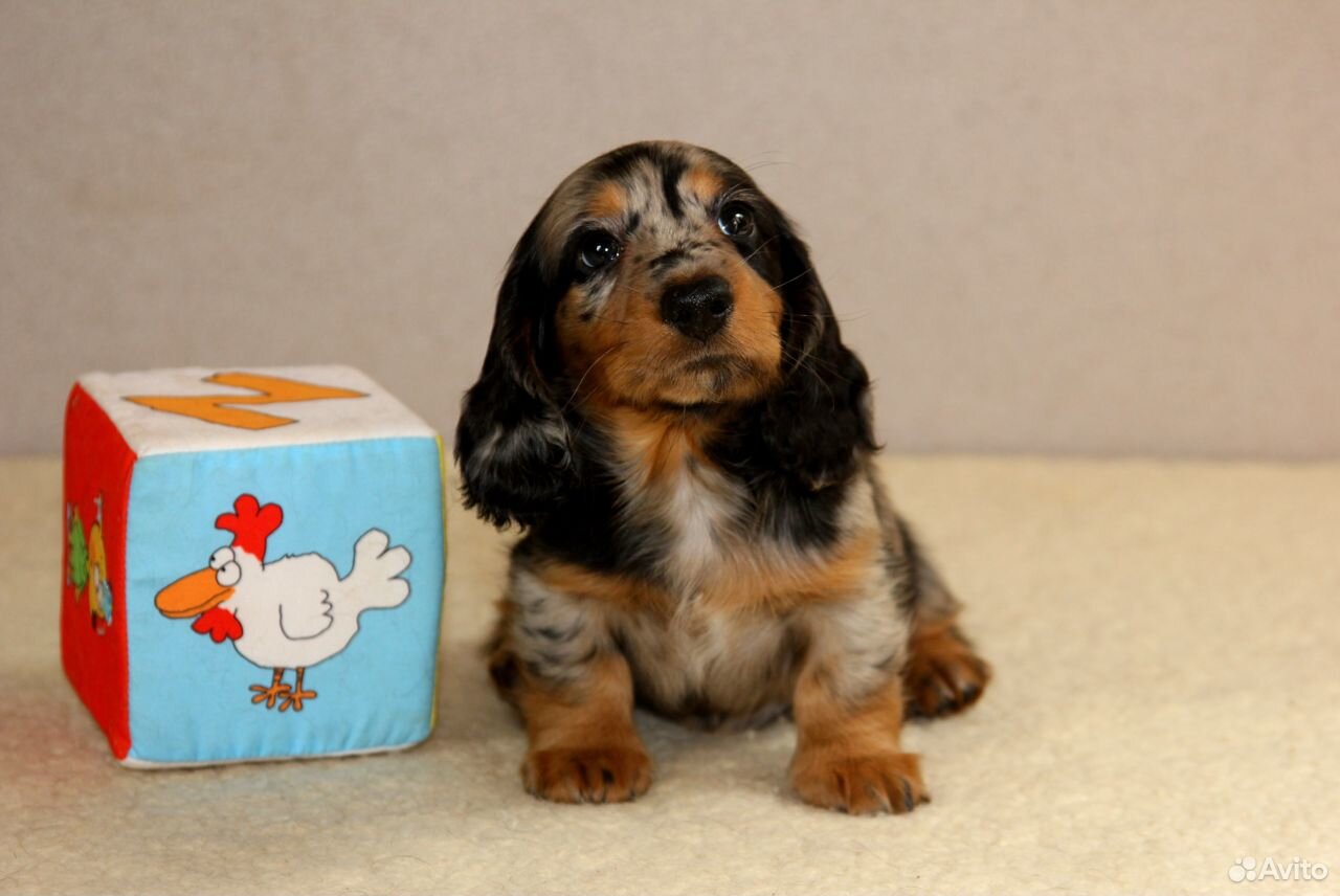 Мраморный мальчик мини/кроличий