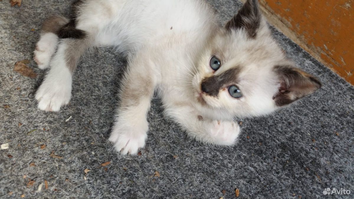 Метис Тайской кошки котенок девочка 1.5 мес