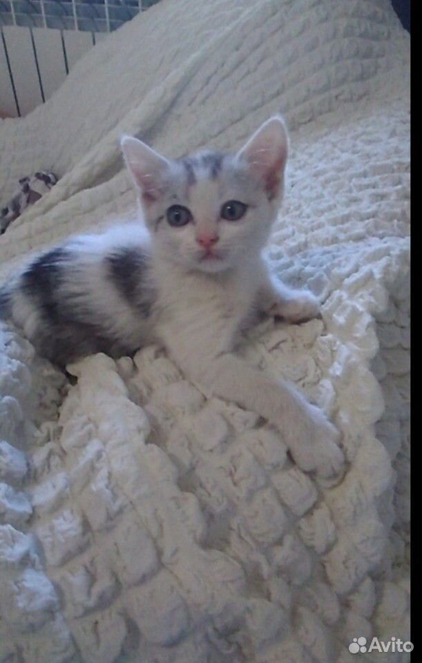 2 котёнка-шотландца