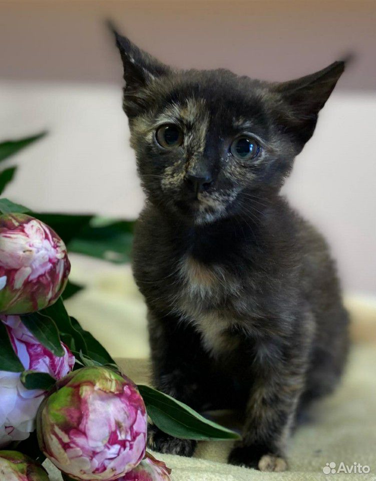 Трое из ларца одинаковы с лица