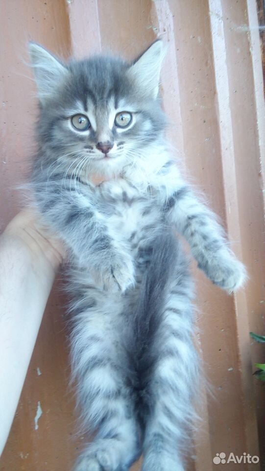 Чудесные малыши котятки