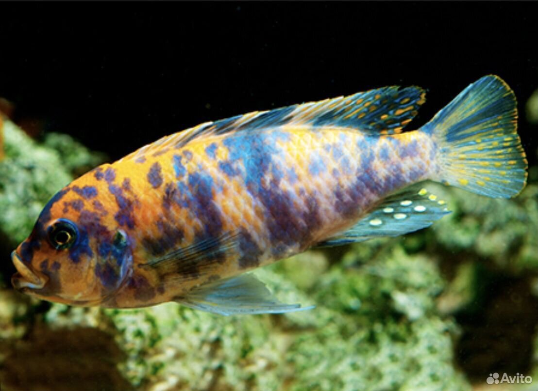 Цихлида зебра мармелад