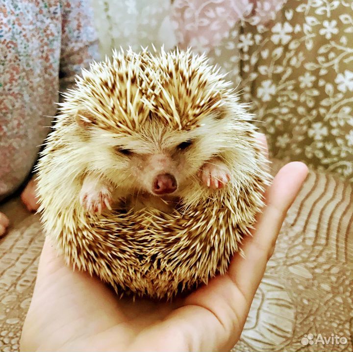 Африканский ёжик