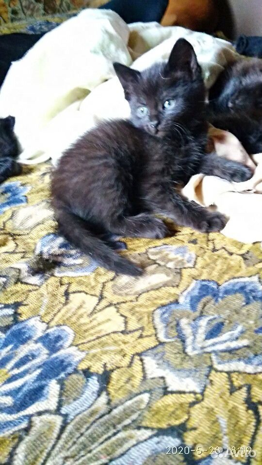 Кошечка 1,5мес