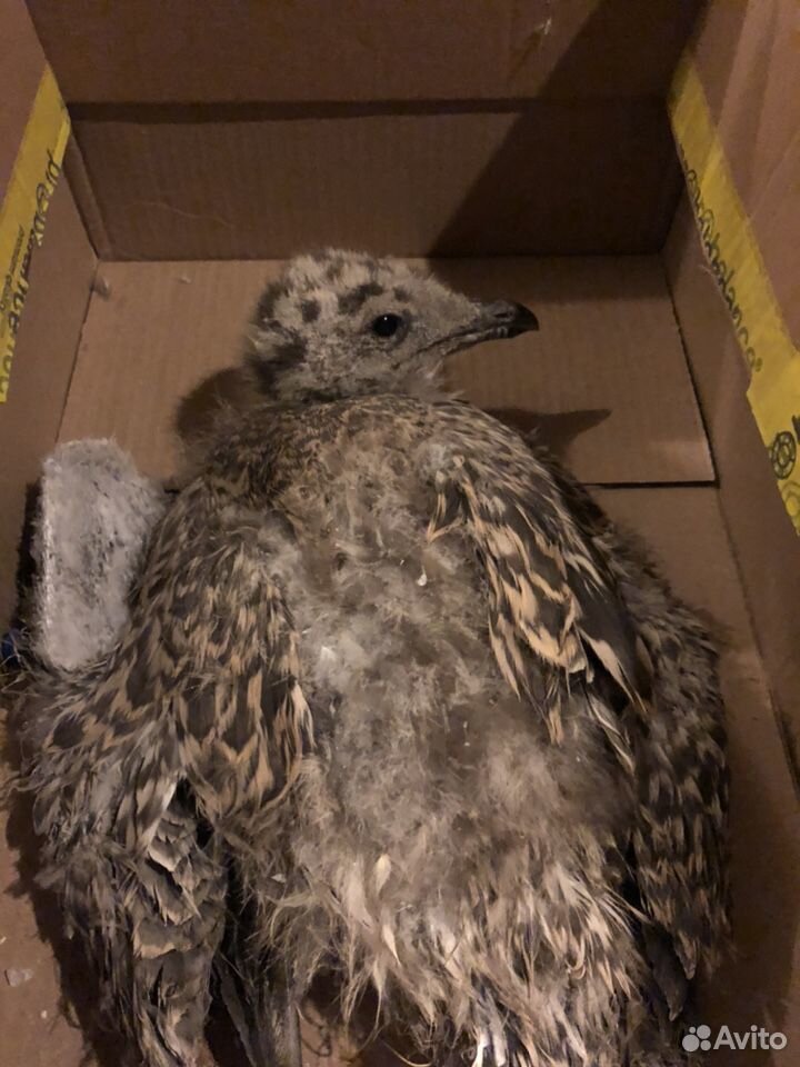 Птенец чайки