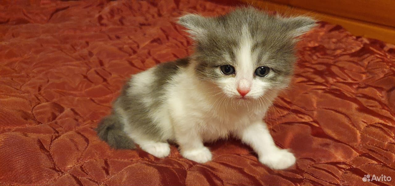 4 маленьких пушистика ищут своего друга