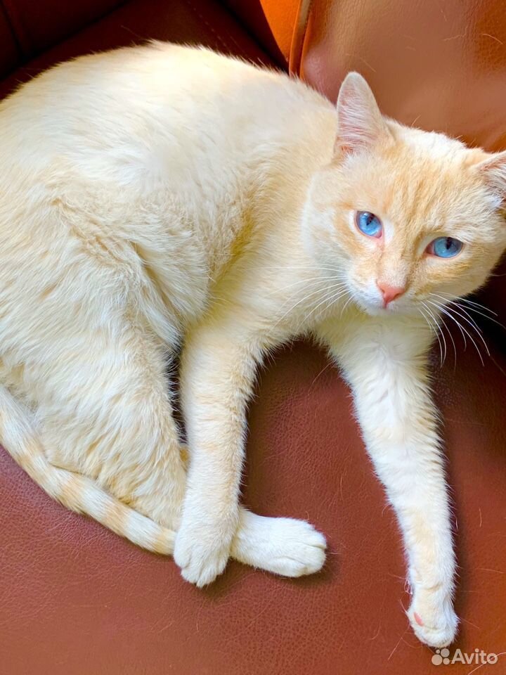 Котик Рубик