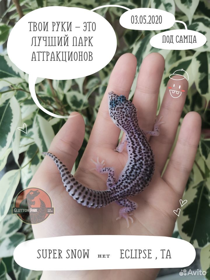 Эублефар \ Super Snow het TA, Eclipse \ самец