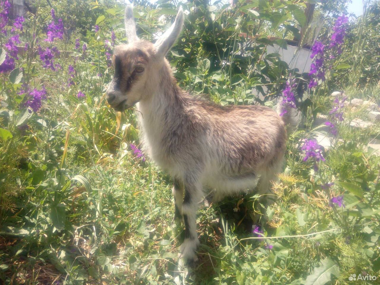 Продам двух 4-х месячных козлят