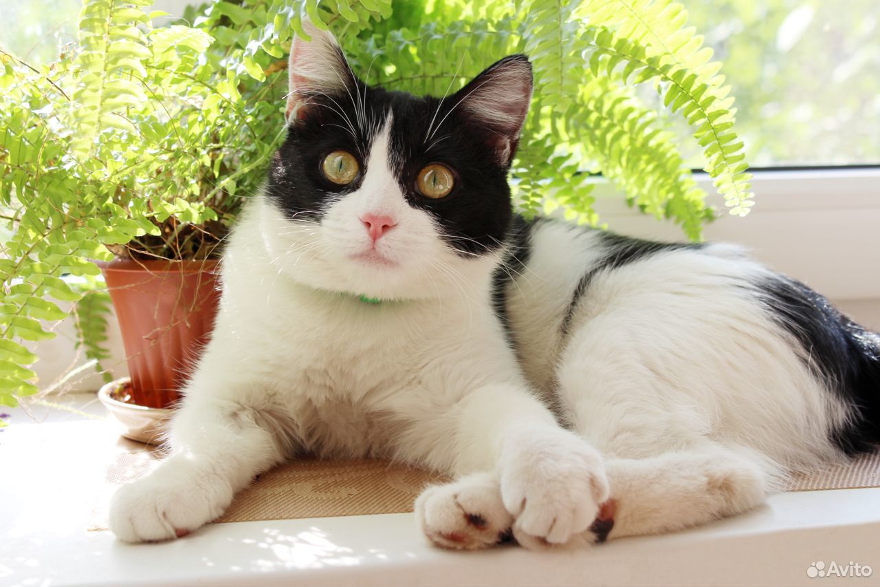 Кисуня ищет дом