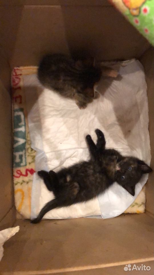 Котят в добрые руки