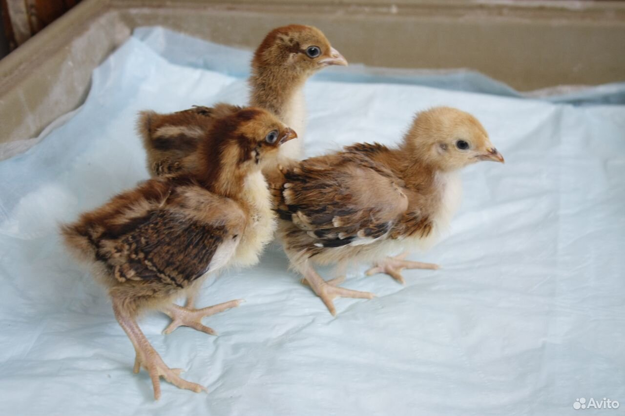 Продажа кур