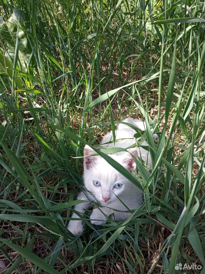 Отдам беленького котёнка