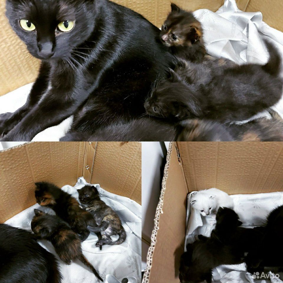Котята в добрые руки