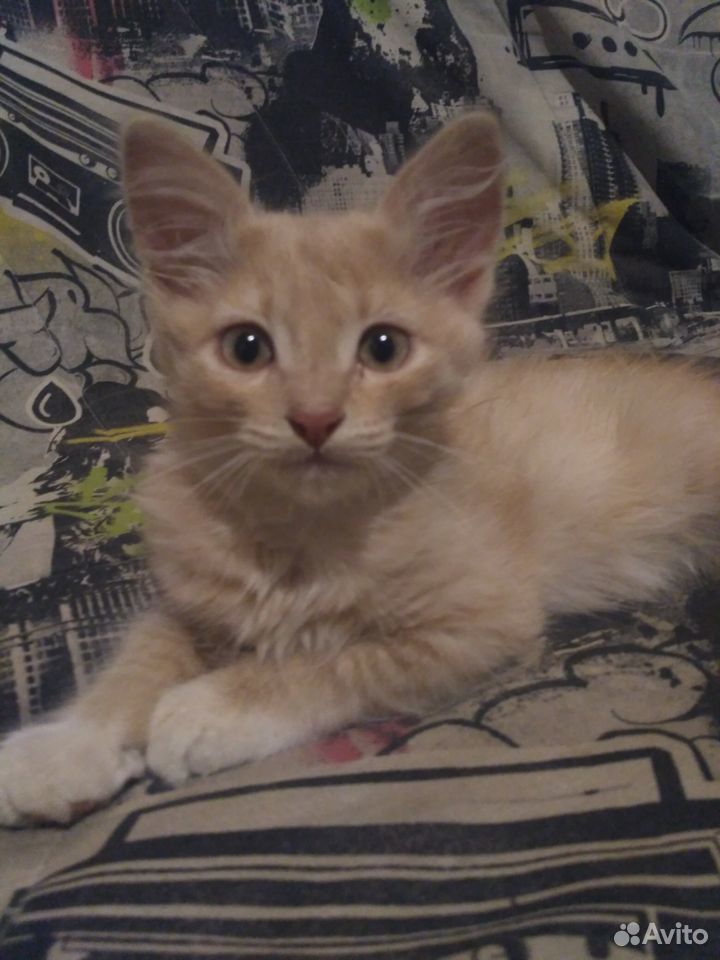 Котёнок песочного цвета