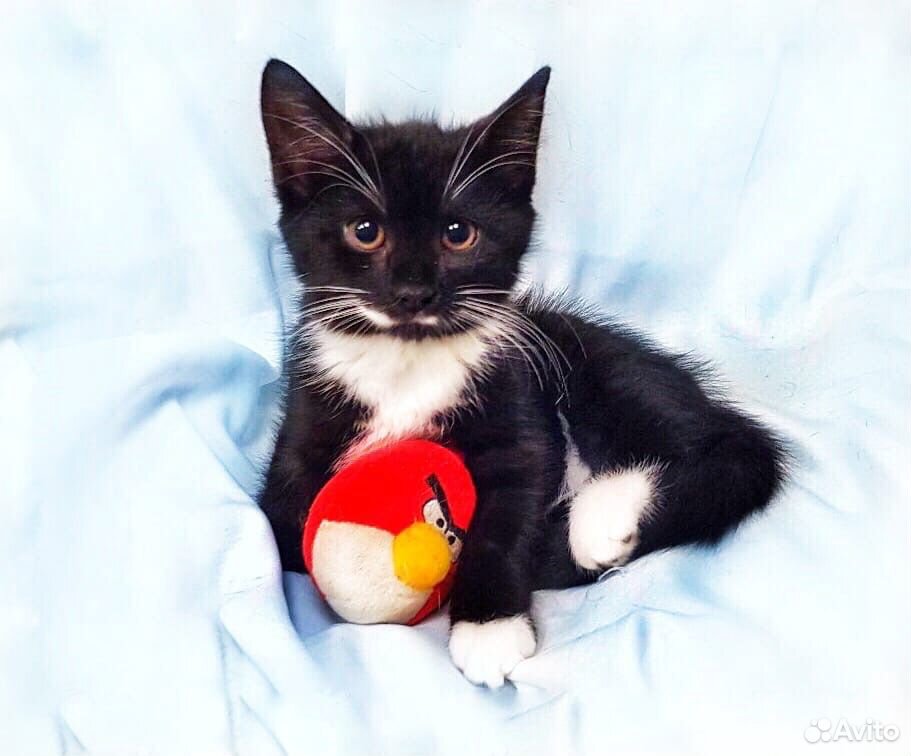 Котёнок Василёк