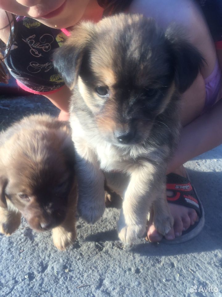 Щенки карликовой таксы