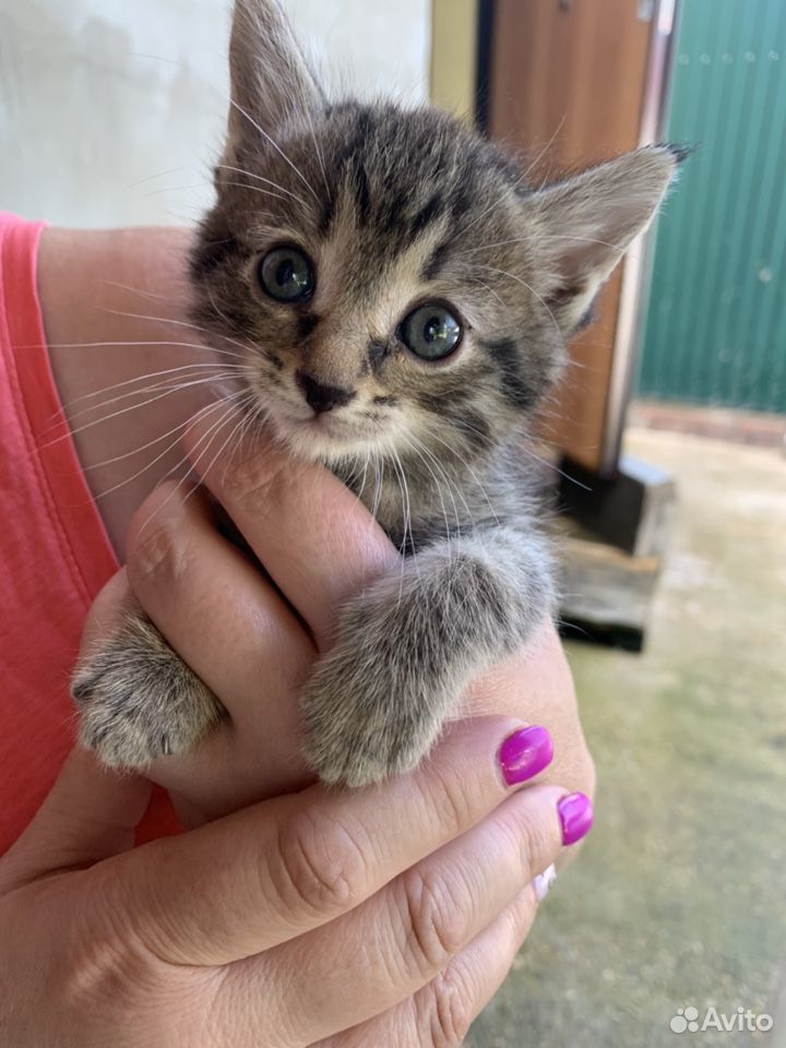 Ласковый и игривый друг в вашу семью