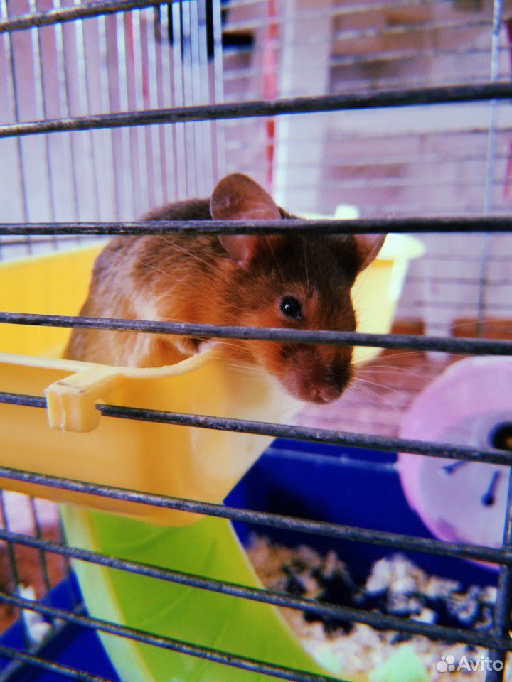 Сатиновые мышки в добрые руки