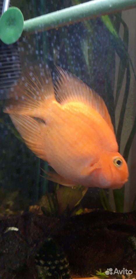 Рыба папугай