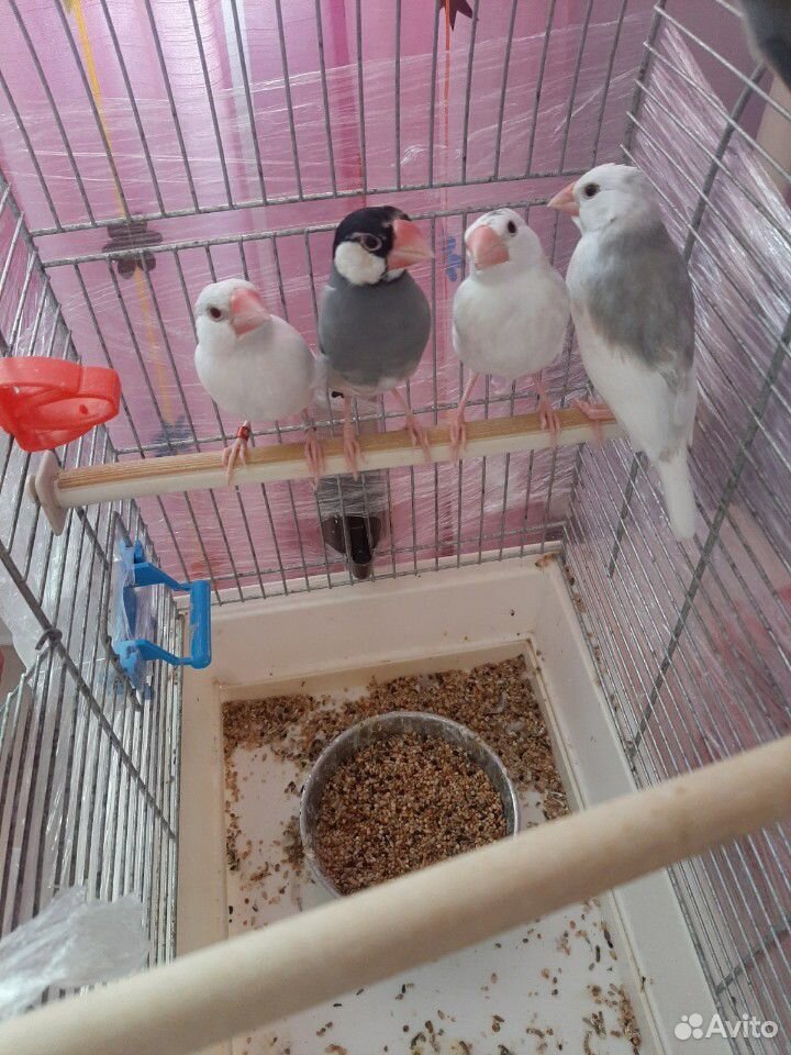 Рисовая Амадина