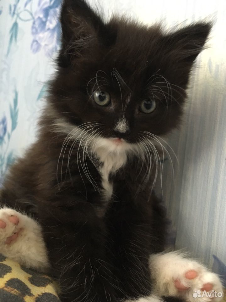 Миленький котёнок