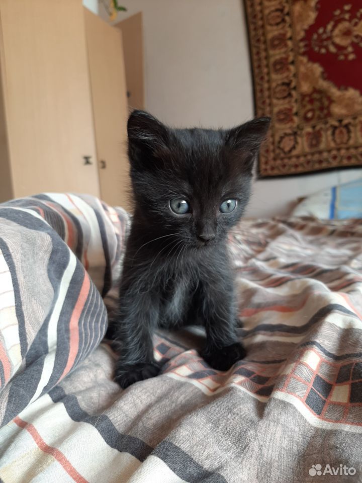 Котенок (кот)