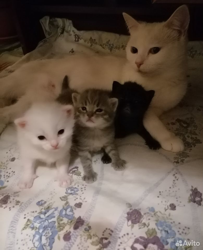 Сегодня, 15.06.20г. котятам 20 дней. Предлагаются