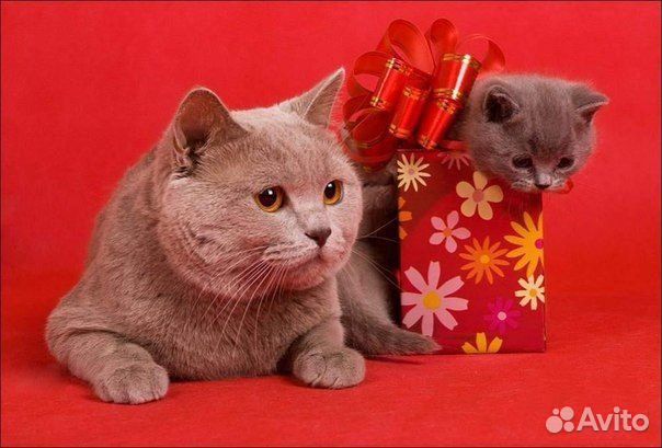 Кот чистокровный британец