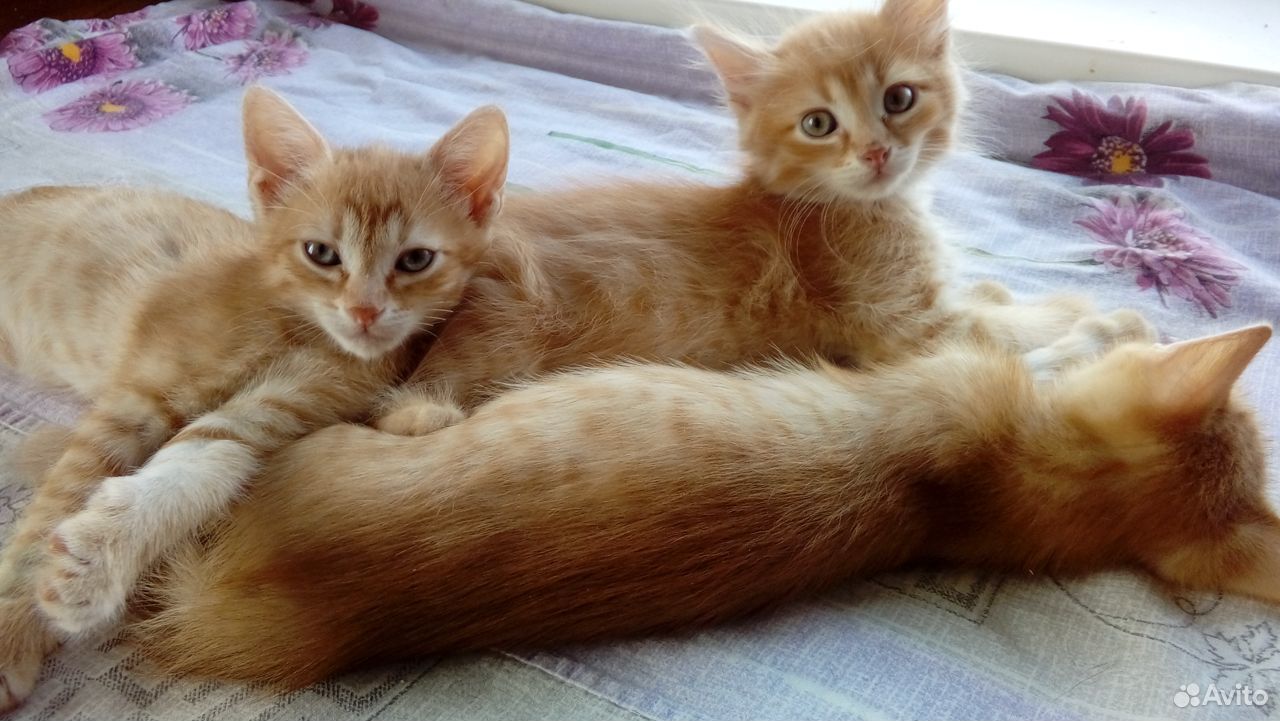 В добрые руки