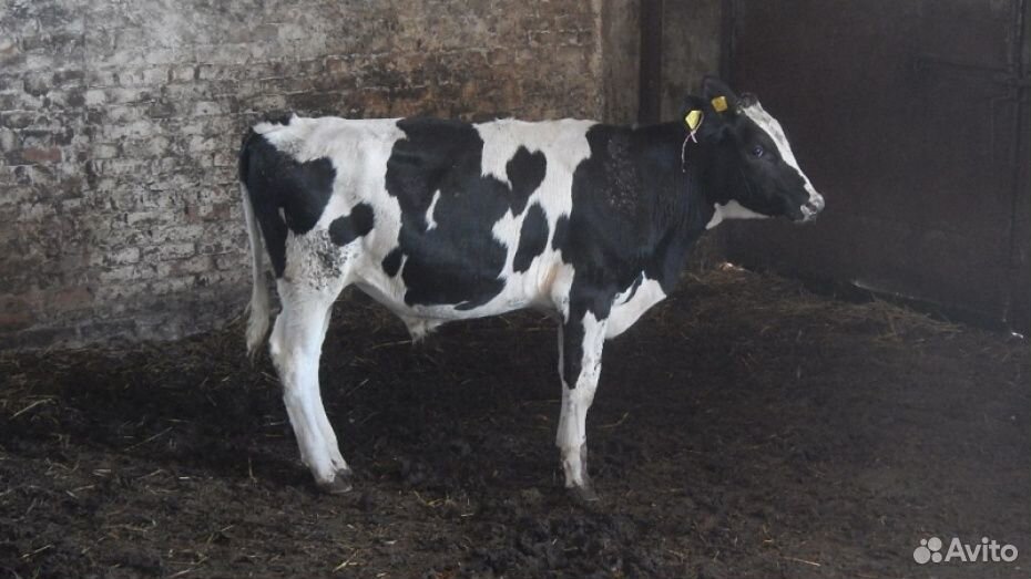 Племенной бык