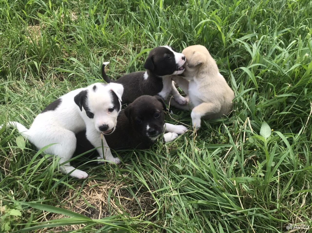 Щенки от Стаффордширской мамы