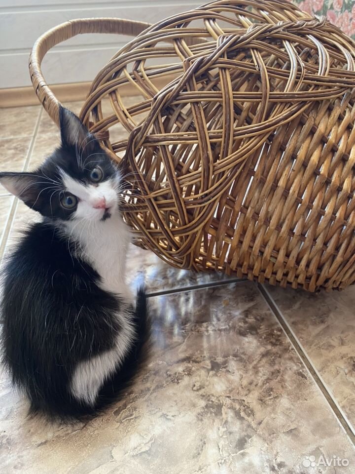 Милый котик