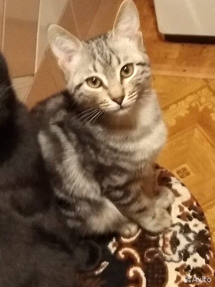 Потерялся кот