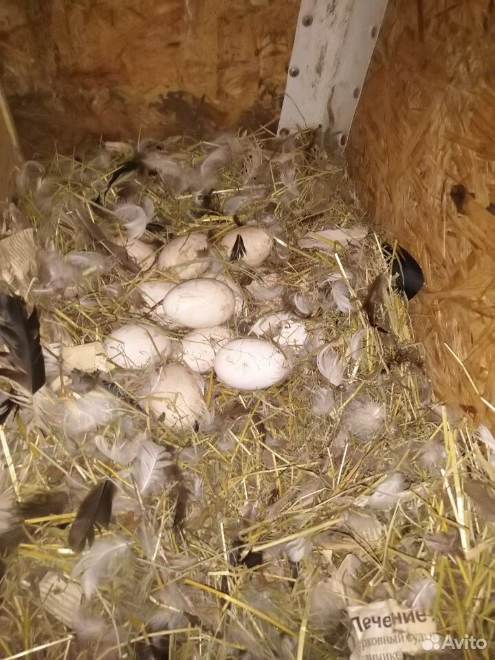 Инкубационные яйца